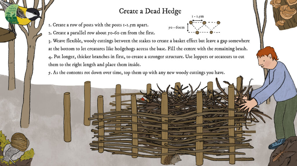 Create a Dead Hedge - The Hare's Corner