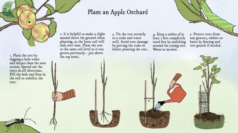 Plant an Apple Orchard - The Hare's Corner